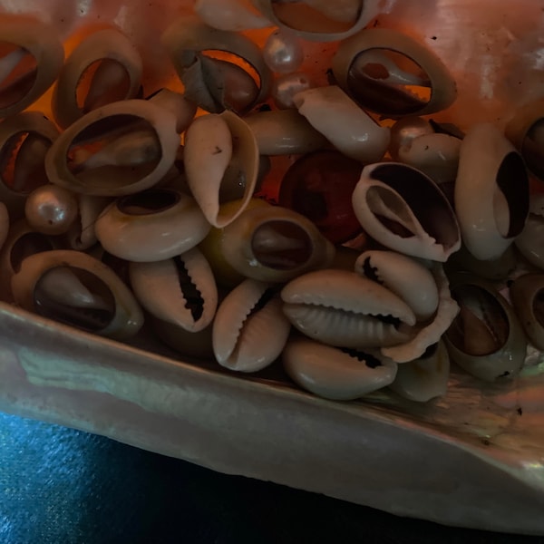 100 Cowrie Shells: Cowry Shells Craft Shells White Seashells 10mm Shell ...