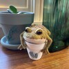 Needle Felted Toad Handmade Wool Toad Sculpture - Etsy