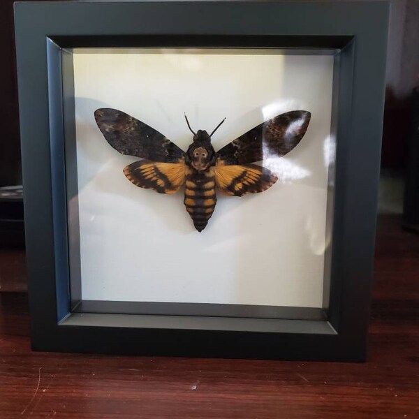 Real Mounted Death Head Moth Taxidermy Display UV Blocking Glass - Etsy