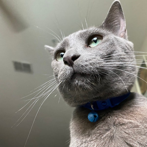 Soft Velvet Cat Collar - Royal Blue - Kitten or Large Size - Breakaway ...