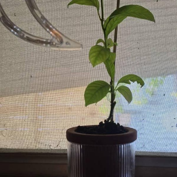 Athens Blue Princess Glory Bush Plant~~tibouchina Urvilleana~small ...