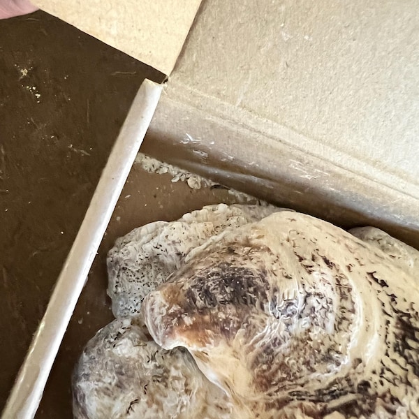 Clean Bleached Oyster Shells for Crafts - 10 Flats - Etsy