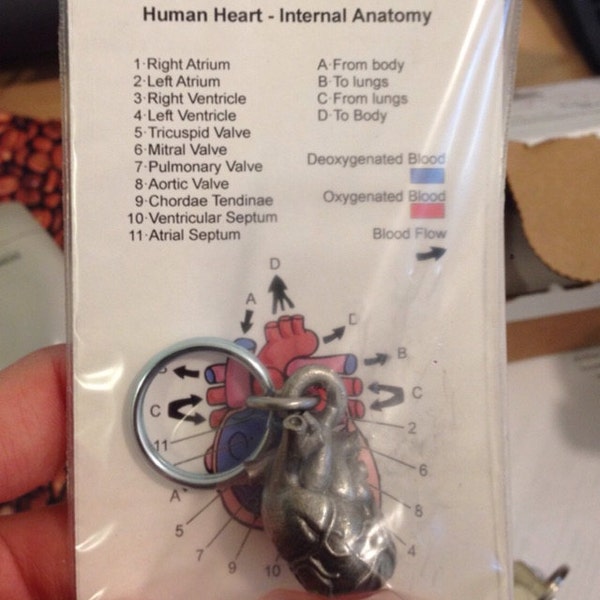 Human Heart Anatomy Keychain - Cardiology Locket - Etsy