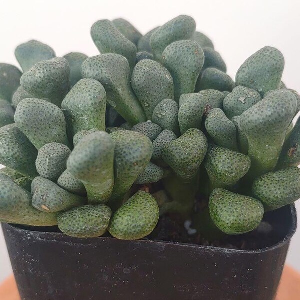 Rhipsalis Baccifera Subs. Horrida - Mouse Tail Cactus - 2" Inch Pot - Etsy