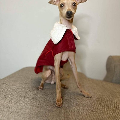 Italian Greyhoundxldog Coat Sewing Pattern Greyhound Shirt - Etsy