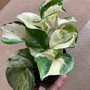 Monstera Adasoni Plant | Etsy