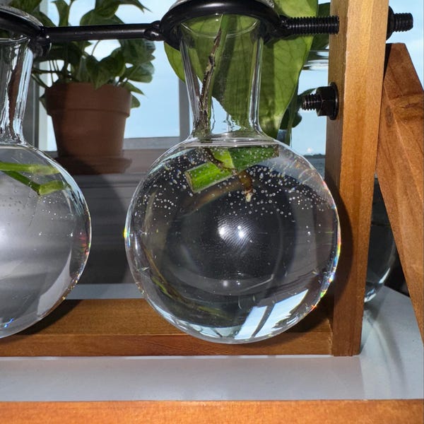 Market Botany Prop Drops - Liquid Propagation Supplement, Root Growth ...