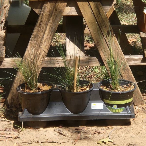 3 Musa poquito Banana Tree/ Banana Tree in 4 Inch Cups one Plant per ...