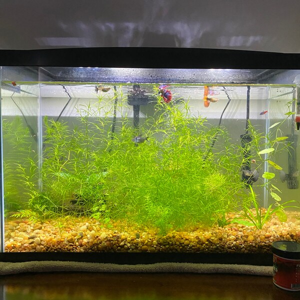 NO FLOATERS Beginner Pack 10 Tiny Random PLANT Species Low Tech Live ...