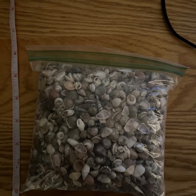 Small Shell Mix-1/43/4tiny Shell Mix-craft Seashells-small Seashells ...