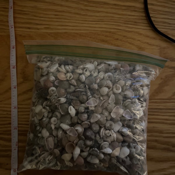 Small Shell Mix-1/4"-3/4”-tiny Shell Mix-craft Seashells-small ...