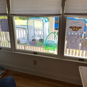 TADPOLE ANATOMY Worksheet 3 Pages, Poster and Labeling Activity, Winter ...