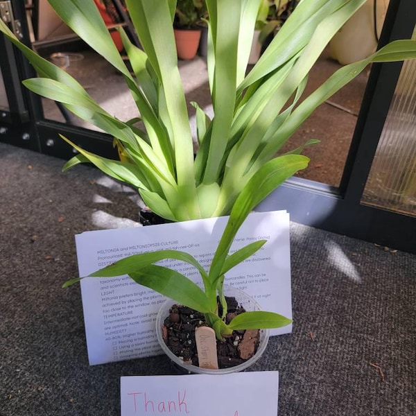 Preorder-zygopetalum 'blooming Fool' X '9 Flowers' Orchid in 3" Pot ...