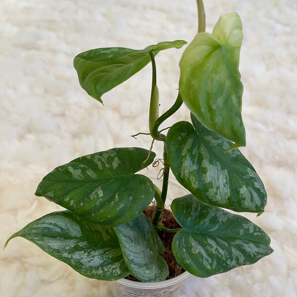 Philodendron Brandtianum Aff (wild Form) - Etsy