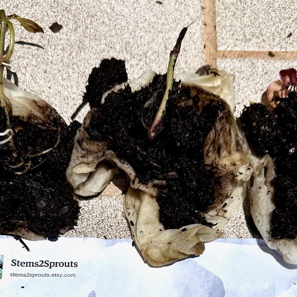 Solomon Seal Plant Roots/bulbs/tubers - Etsy