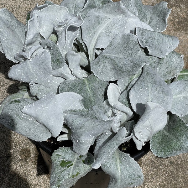 Portulaca Afra 'variegata’ - Variegated Elephant Bush in 6 Inch Pots - Etsy