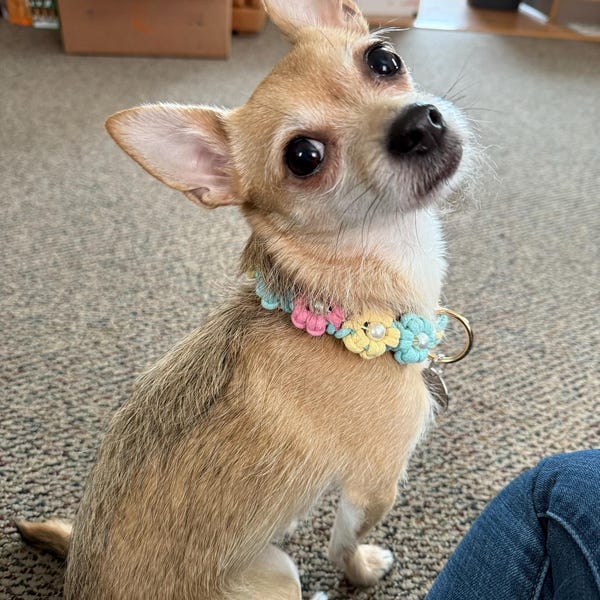 Custom Braided Dog & Cat Leash – Handmade Cotton Pet Lead, Stylish Pet ...