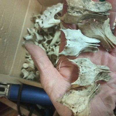 A Pair of English Wild Red Fox Bones - Etsy