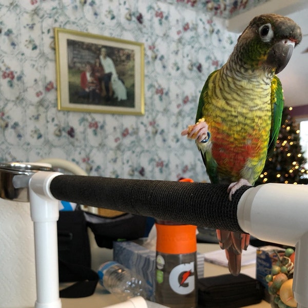 THE MOVER Large: Portable Parrot Perch W/ Cup for Amazons, Cockatoos ...