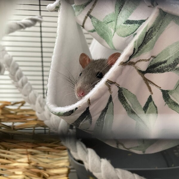 Rat Harness and Lead Set - Etsy