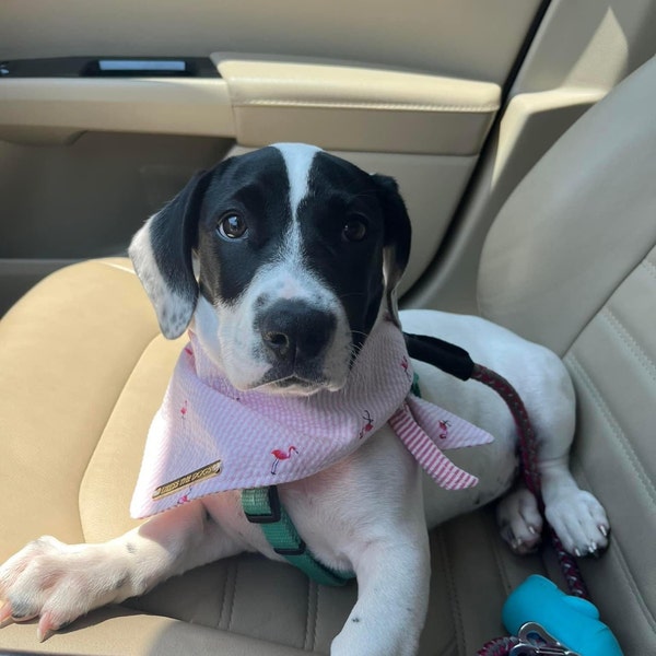 Chambray Pumpkin Bandana // Harvest, Pumpkins // Khaki, Orange ...
