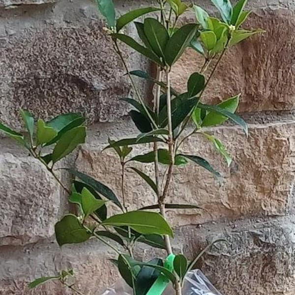 Fragrant Princess Dwarf Tea Olive ( 'kaori Hime' Osmanthus ) - Live ...