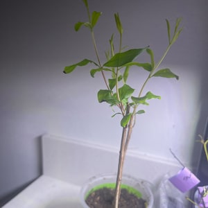 Thai Ginger Plant Alpinia Galanga Ginger Plants to Grow Live - Etsy Canada