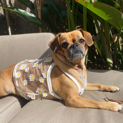 Daisy Chiffon Crop Top, XS-2XL, Dog-shirts Dog Top, Dog Clothing, Dog ...