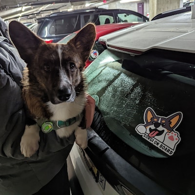 Tricolor Corgi on Board Car Decal Sticker / Peeking Black Corgi Dog ...