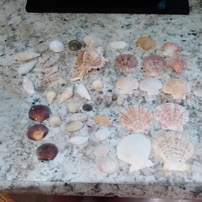 Spiny Oyster Pair Assorted Types 3 to 4 Sea Shell Spondylus Oyster ...