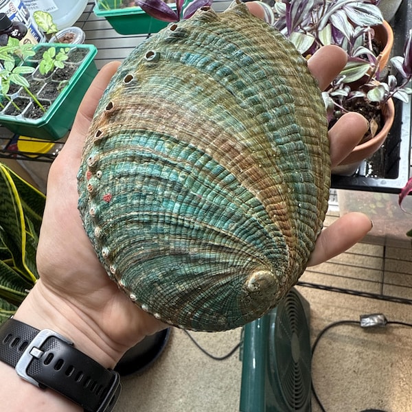 Abalone Shells: Choose Size 2 - 7" Mini & JUMBO Abalone Shells (holds ...