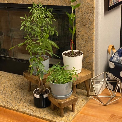 Rustic Wooden Plant Pot Stand Family - Etsy