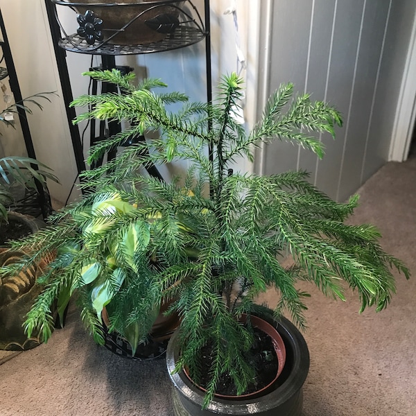 1 Ft Tall in 6 Inches Pot Live Plant -great Christmas Tree Indoors or ...