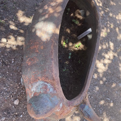 Early Thorogreen Lima Bean Seeds Early Bush Beans 25 Seeds - Etsy