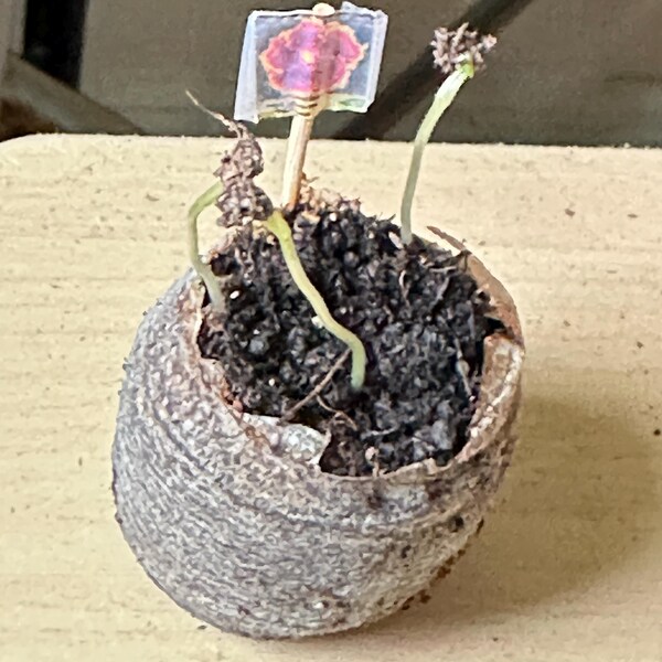 15+ Seeds| Black Halfeti Perennial Flowers Rose Seeds - Rosa ...