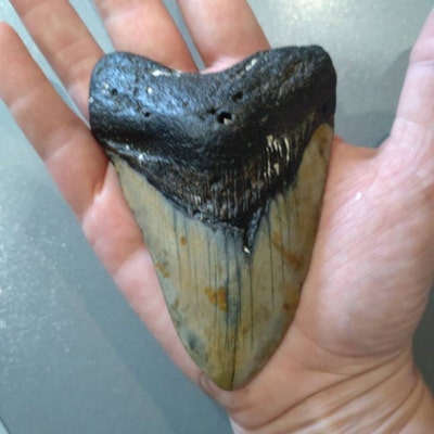 Megalodon Tooth 5.0 Inches. Real Fossil Megalodon Shark Tooth ...