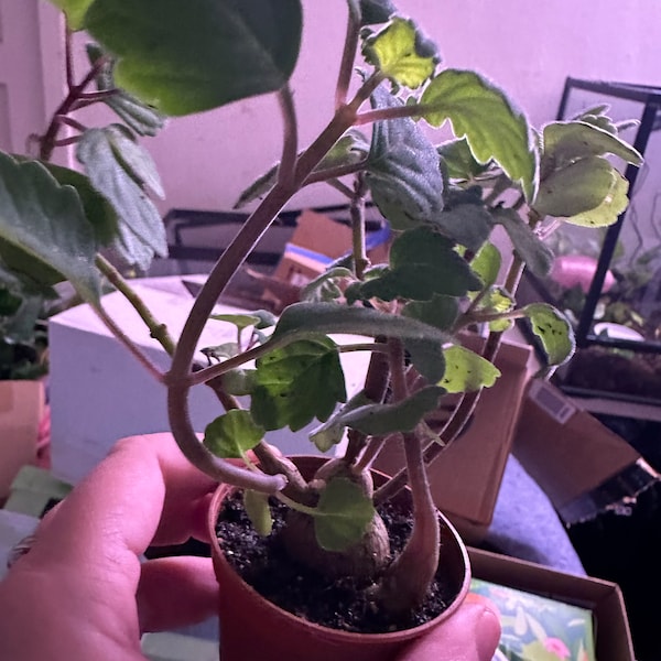 Bonsai Mint (plectranthus Ernstii Caudex) - Etsy