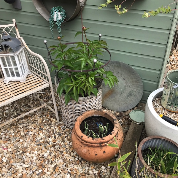 Rusty Peony Cage - Plant Support - in 2 Sizes- Raw Steel Designed to ...