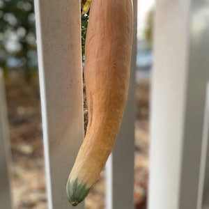 Cherokee, North Georgia Candy Roaster Squash . Cucurbita Maxima - Etsy