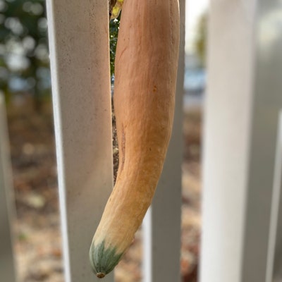 Cherokee, North Georgia Candy Roaster Squash . Cucurbita Maxima - Etsy