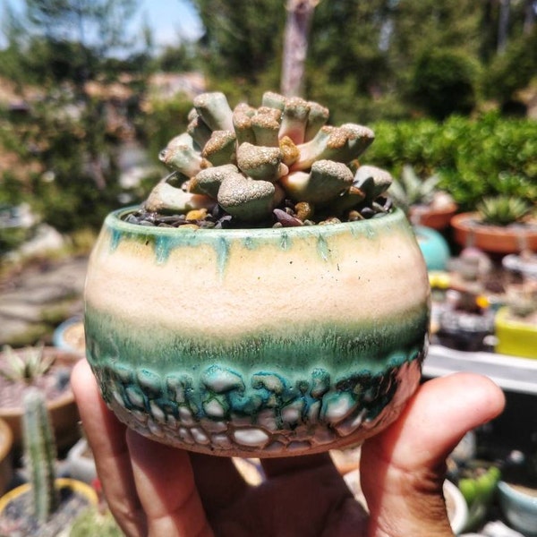 Ocean Coral Succulent Planters - Small Pottery Planter - Mini Succulent ...