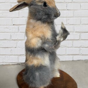 E33a Mud Dauber Wasp Glass Dome Display Entomology Taxidermy - Etsy