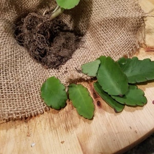 Jamaican Duck Flower Capsules Aristolochia Grandiflora Fresh Harvest ...