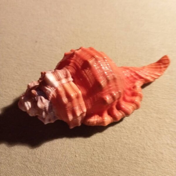 Hand Carved Indian Sheesham Wood Tripod Seashell Cobra Stands Available ...