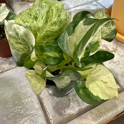 Manjula Pothos Plant 4 Inch Nursery Pot Live Plant Optional Decorative ...
