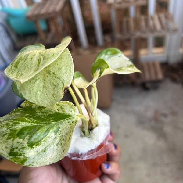 Potho Manjula High Viraigation Rare, Cuttings & Established Plants - Etsy