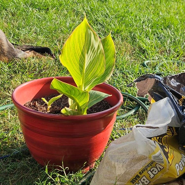 Hosta TRUE Chartreuse With White/cream Edges 'american Dream' in 4.5x5 ...