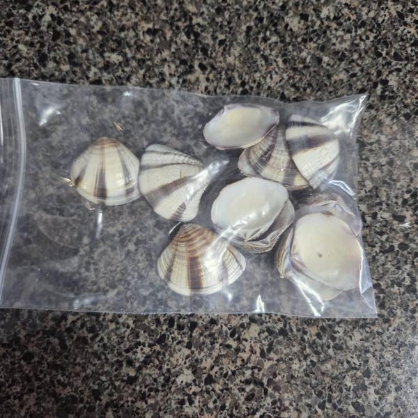 Clam Seashells - Mexican Sunset Striped Clam Shells (10) - Seashell ...