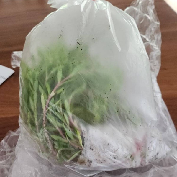 Maqui Seeds - 15 Organic Wild Harvested Maqui / Chilean Wineberry ...