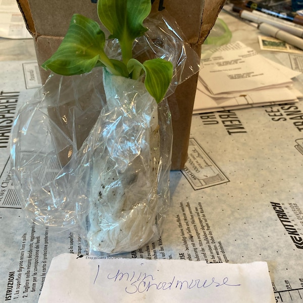 Miniature School Mouse Hosta. Super Plant. Loves Sun. Perfect for Front ...